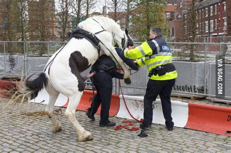 Just Some Horny Horse 9gag