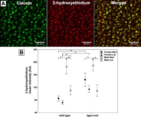 Representative 2 D Projections Of Summed Fluorescence Throughout A