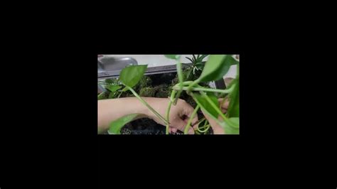 여과기 없이 1년 어항 Youtube