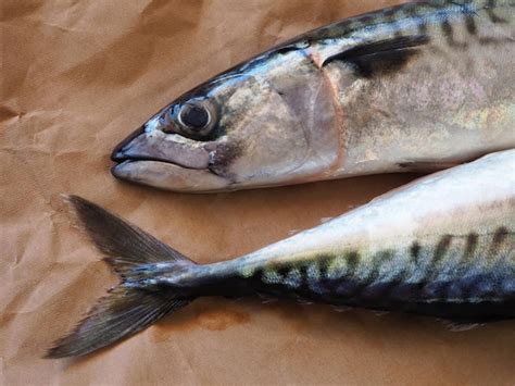 Premium Photo Head And Tail Of Fresh Mackerel Closeup