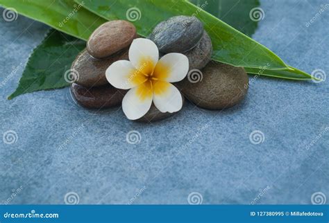 Spa Tropical Flower Between Stones For Massage Salon Stock Image Image Of Copy Bath 127380995