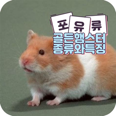 골든 햄스터 종류 수명과 특징 키울 때 주의점 네이버 블로그