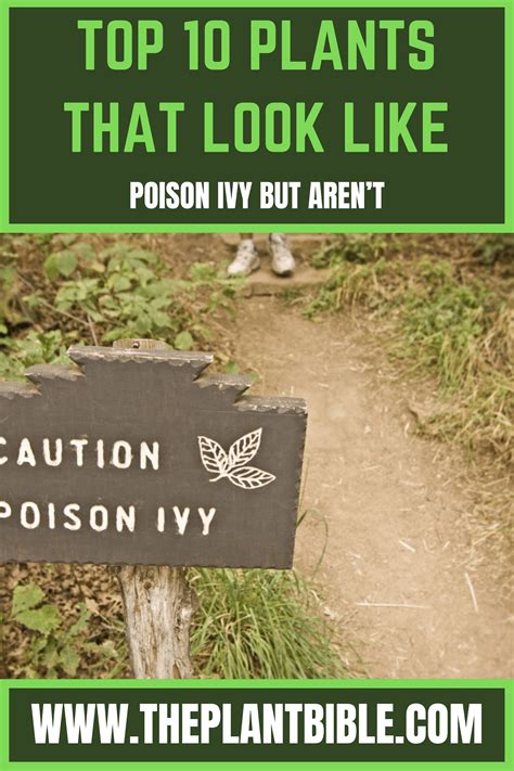Plants That Look Like Poison Ivy Poison Ivy Plants Top Ten Garden