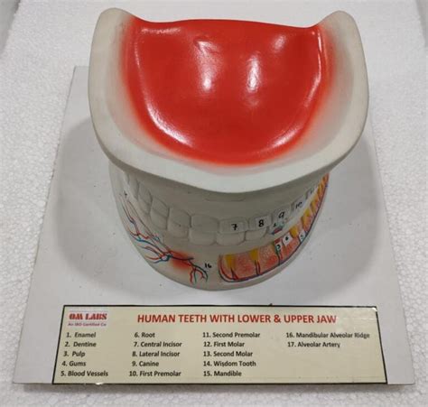 Human Teeth Upper Jaw And Lower Jaw Scientific Kart
