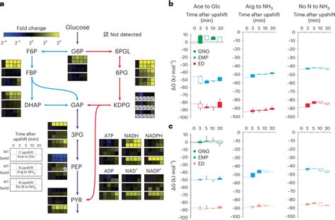 Both Emp And Ed Glycolytic Pathways Are Activated Upon Nutrient