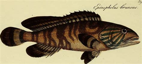 Epinephelus Bruneus Facts Diet Habitat And Pictures On Animaliabio