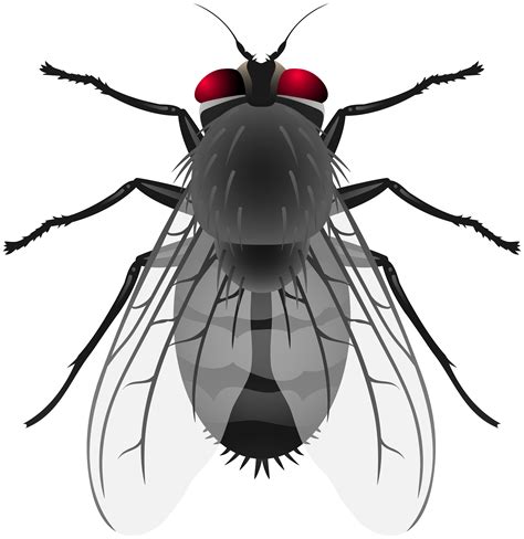 Fly Png Clip Art Best Web Clipart