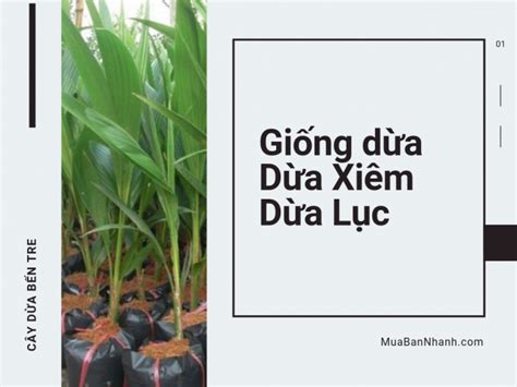 Nơi Bán Giống Dừa Xiêm Lục Trái To Cho Nhiều Trái Top Vườn Dừa Xiêm