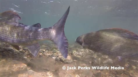 Grayling Behaviour Spawning Youtube