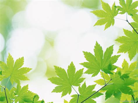Leaves Powerpoint Background Templates