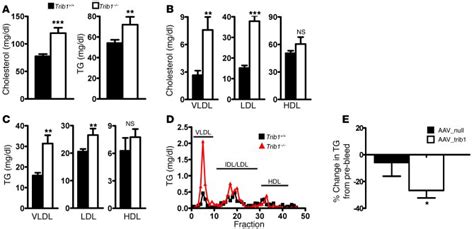 Jci Trib1 Is A Lipid And Myocardial Infarctionassociated Gene That