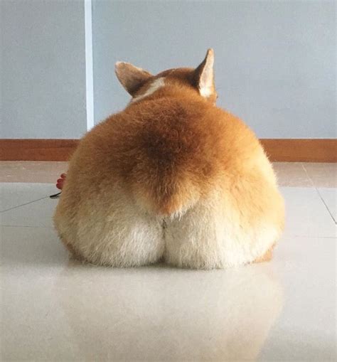 Japanese Bakery Makes Adorable Corgi Butt Buns Stuffed With Jam Or Custard