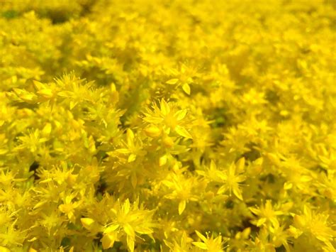 Sedum Sexangulare Gold Digger Groenpalet Shop