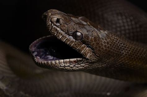 Papuan Python By Mehelya 500px