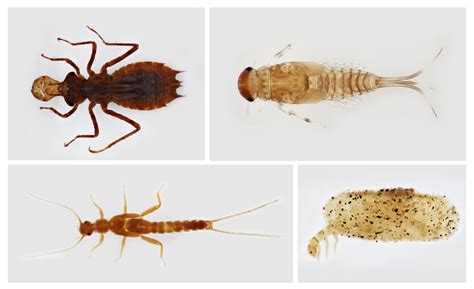 Un investigador de la ULE revela las claves de la evolución de los