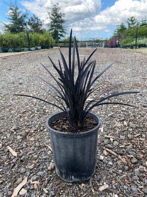 Black Mondo Grass Ophiopogon Planiscapus Nigrescens