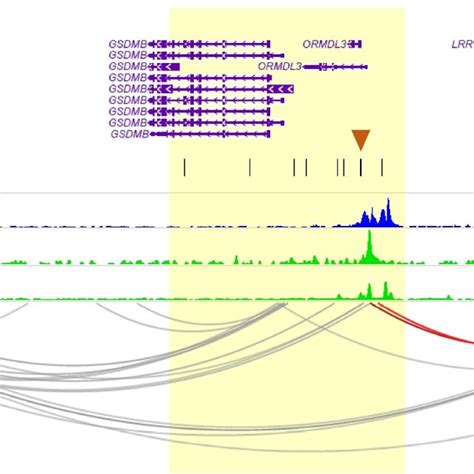 pchi c loops and atac seq peaks at 17q12 q21 locus from ikzf3 to gsdma