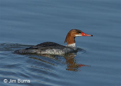 Common Merganser