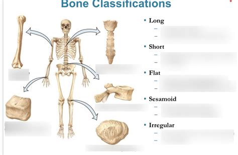 bone classifications diagram quizlet