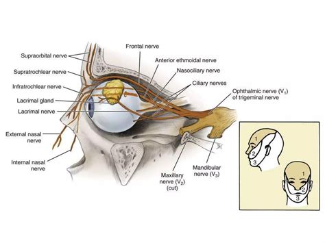 Trigeminal Nerve Ppt