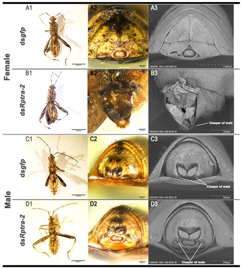 The Roles Of Transformer 2 Tra 2 In The Sex Determination And
