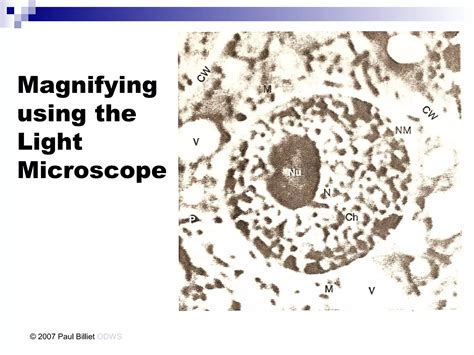 The Light Electron Microscopy] Ppt