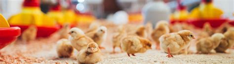 Transforming Poultry Farming Real World Insights For Smart Poultry