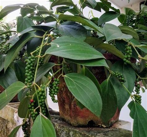 How To Grow Black Pepper Plant At Home Artofit