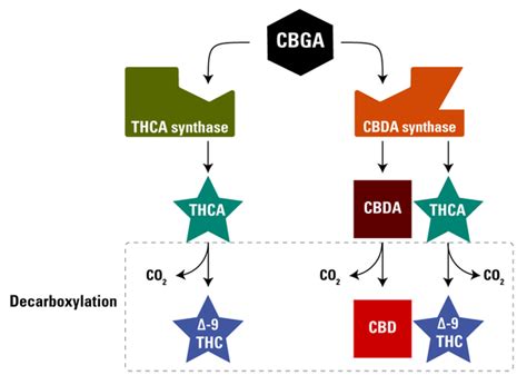Understanding The Relationship Between Thc And Cbd In Hemp Nc State