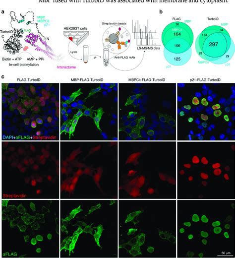 A General Scheme Of The Experiment The Interactome Of Mbp Mbpcit