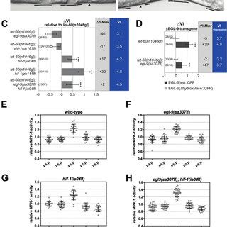The Hypoxia Response Pathway Negatively Regulates VI Under Normoxia