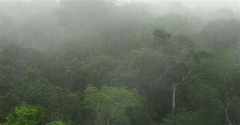 Cyberinfrastructure For Collaborative Forestry Research Cultivated