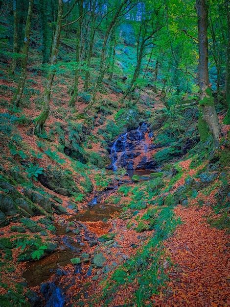 Premium Photo High Angle View Of Trees In Forest