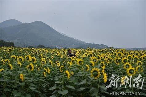 縣區丨藍山百畝向日葵花開 每日頭條