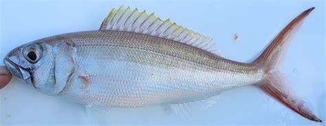 オオグチイシチビキ 2024 07 06 WEB魚図鑑