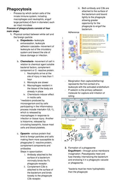 Phagocytosis Bs Medical Technology Phagocytosis Process By Which