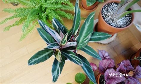 실내 관엽식물 종류 칼라데아 스트로만테 멀티칼라 포기분화 분갈이 번식 네이버 블로그