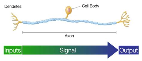 Single Sensory Neuron Cell Body