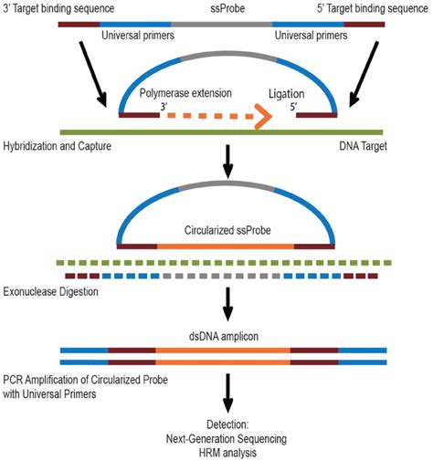 Molecular Inversion Probe Flow Chart Mips Are Single Stranded Download Scientific Diagram