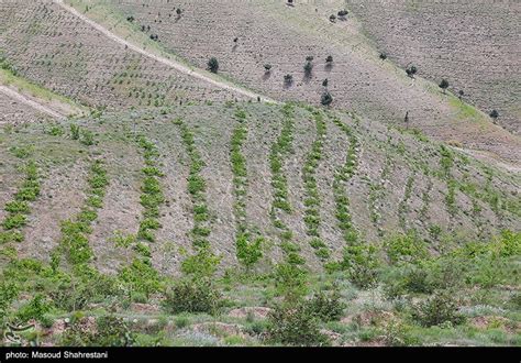 طرح جنگل کاری 2 هزار هکتاری از محل پساب شبکه فاضلاب بوشهر تسنیم