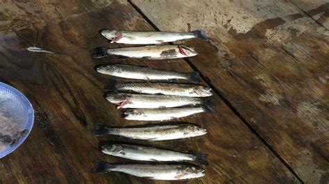 Catch N Cook Rainbow Trout Youtube