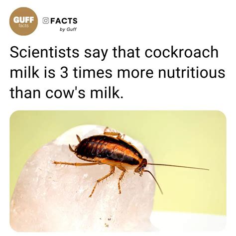 Bug Milk Kotaku In Action 2 The Official Gamergate Forum