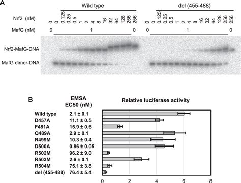 Figure 2 From Structural Basis Of Transcription Regulation By Cnc
