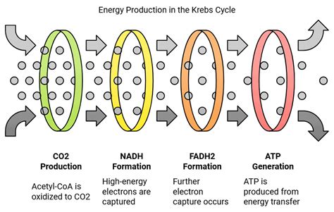 Krebs Cycle Or Citric Acid Cycle Steps Products And Significance Biology Class NEET PDF