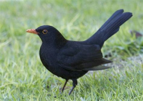 Do Birds Eat Wasps What Birds Eat Wasps