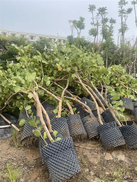 Cây Nho Biển