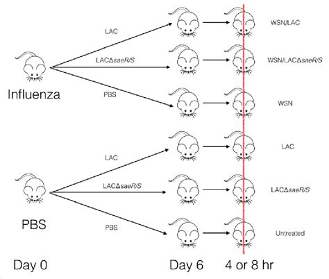 Figure 2 From The Role Of Saers In Secondary Staphylococcus Aureus