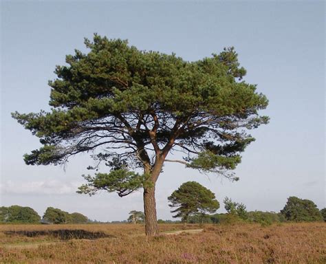 What Is A Scotch Pine At Diane Arnett Blog