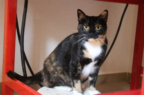 Mona A Minnie Na La Domov Pesweb
