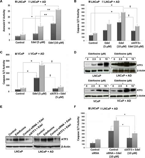 Atf3 Knockdown Via Siatf3 Inhibits Apoptosis In Prostate Cancer Cells
